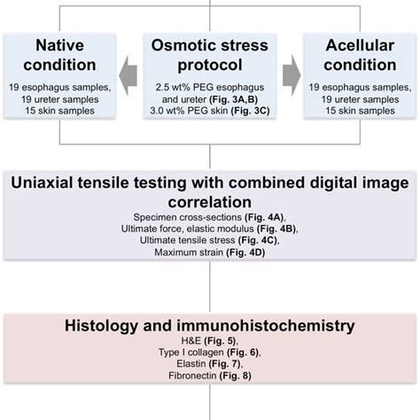 Flow Chart Summarizing The Experimental Protocol Download Scientific Diagram