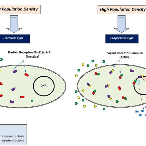 The Quorum Sensing In The Bacterial Population Based On Qs In