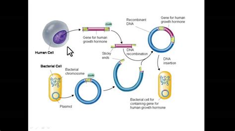Dna Recombinant Genes Spliced Recombinant Dna