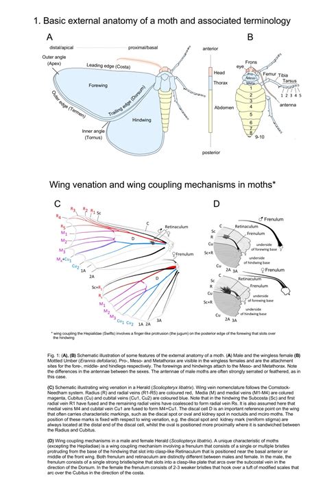 Macro Moth Anatomy