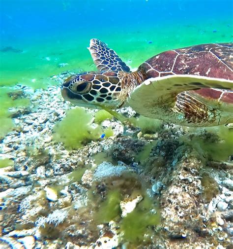 Markia Hystrix Markia Hystrix Picture Insect