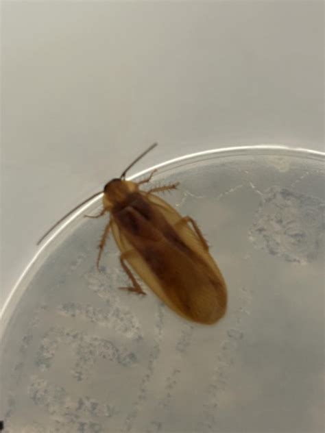 Roach Identification Help R Pestcontrol