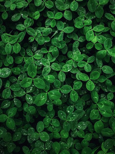 집 밖의 거친 경치 계절 광합성 기후 나뭇잎 녹색 녹지 무성한 무성한 단풍 배경 봄 비 생명 생물 다양성 생체 생태 생태계 성장 세로