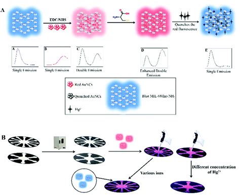 Ratiometric Fluorescent Nanosensors For Ultra Sensitive Detection Of Mercury Ions Based On Auncs