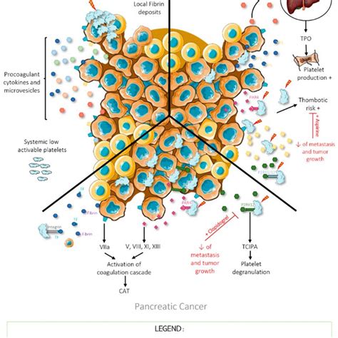 Schematic Representation Showing How The Interaction Of Platelets With