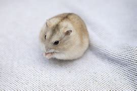 Pet Show