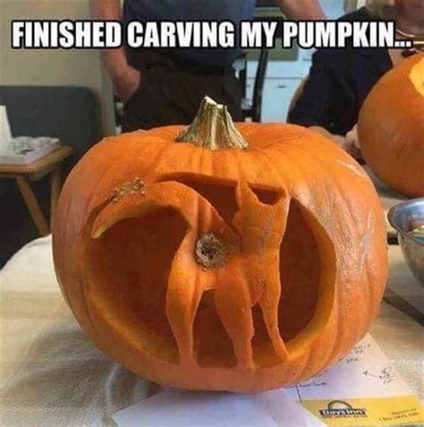 Afternoon Funny Memes 39 Pics Pumpkin Carving Ideas Dachshund