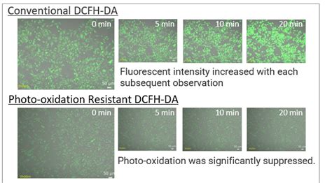 Redefine The Ros Research Dojindo Laboratories