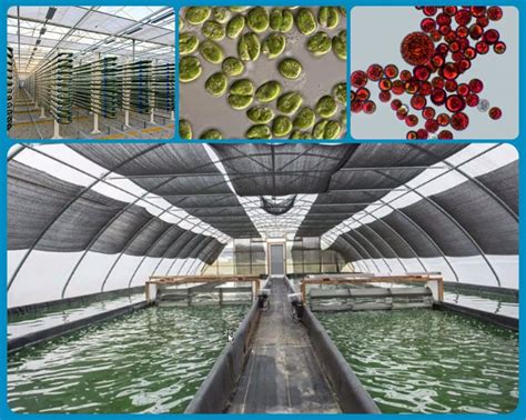 Microalgae Cultivation Challenges Productivity Quality Sustainable Growth