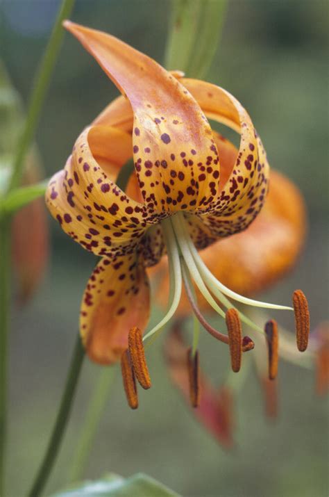 Tiger Lily Lilium Pardalinum Pictured At Mount Stewart Gardens Durin