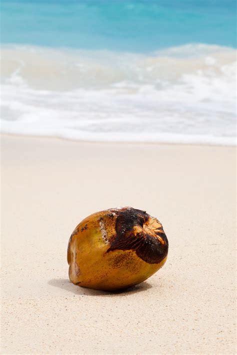 Free Images Beach Sea Nature Sand Rock Ocean Fruit Wave