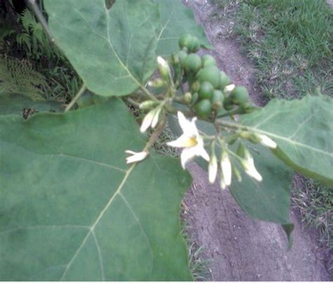 Jurubeba Solanum Paniculatum