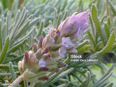 Lavender Inflorescence Structure And Natural Beauty The Formation Of