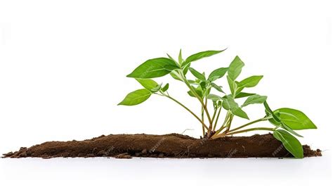 Premium Ai Image Isolated Sideview Leaf Stem And Root