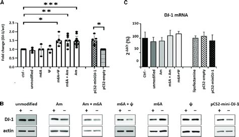 The Effect Of Sineup Is Restored In Modified Ivt Rna Different