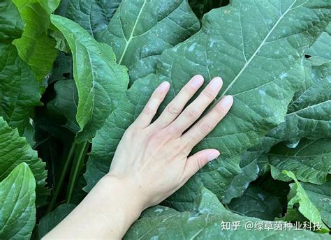 耐寒耐热又耐涝的高产牧草亩产鲜草20吨养牛羊猪适口性好增重快 知乎