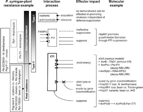 Figure 1 From The Evolution Of Pseudomonas Syringae Host Specificity And Type Iii Effector