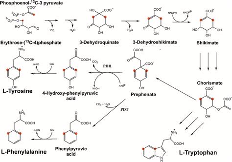 Biosynthetic Pathway Of The Aromatic Amino Acids Tyrosine