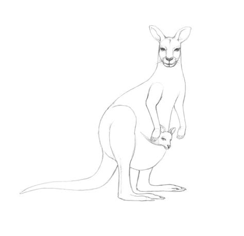 How To Draw A Kangaroo