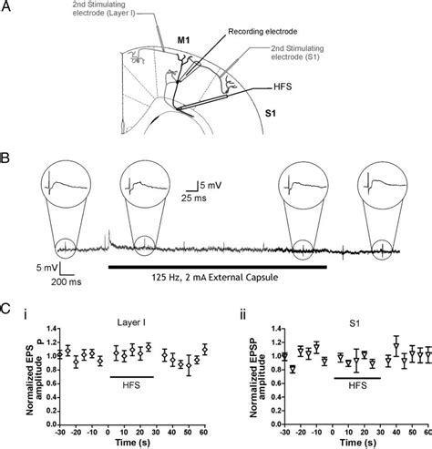 Synaptic Depression Was Limited To The Pathway Receiving Hfs A