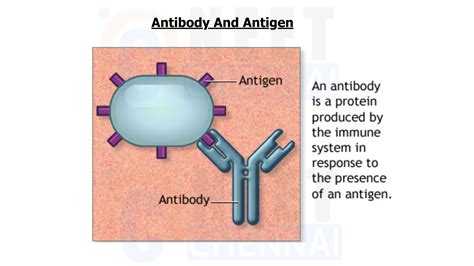 Difference Between Antibody And Antigen Neet Chennai