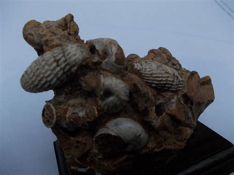 Classification Fossil ID The Fossil Forum