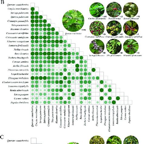 Niche Overlap Of Shrubs In Quercus Wutaishanica Shrub At Various