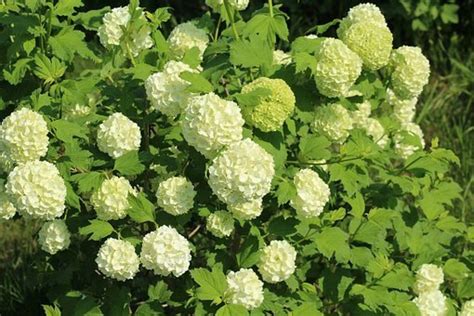 Viburnum Opulus Roseum Boomkwekerij Peers