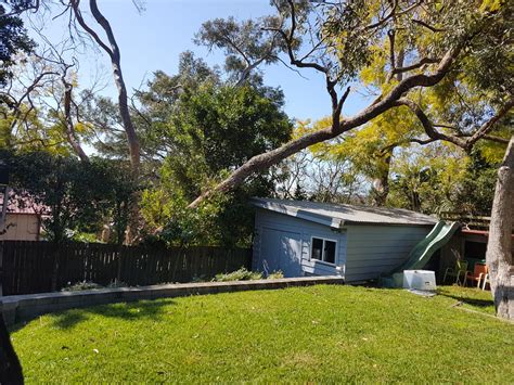 Sydney City Tree Works Tree Works For The City Of Sydney