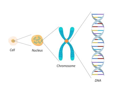 Premium Vector Structure Of Cell Chromosome And Dna Molecular Biology