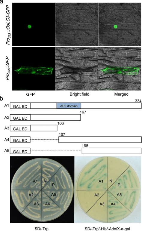 Oslg3 Is A Nuclear Localized Transcriptional Activator A Subcellular