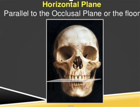 dynamic occlusion flashcards quizlet