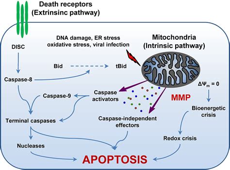 Extrinsic Pathway Apoptosis