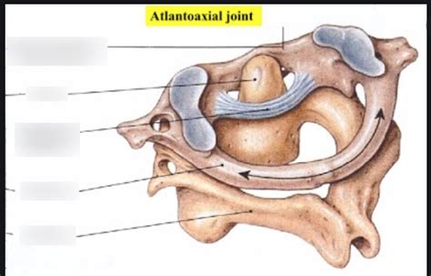 Diagram Of Week 9 Atlanto Axial Aa Joint Quizlet
