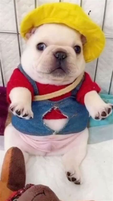 Pin By Cami 🍎 ౨ৎ ⋆｡˚ On Pibble ⁠ ⁠ ⁠