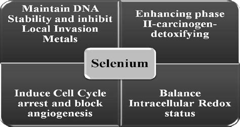 5 Anticarcinogenic Effects Of Selenium Mediated Via Various Pathways Download Scientific
