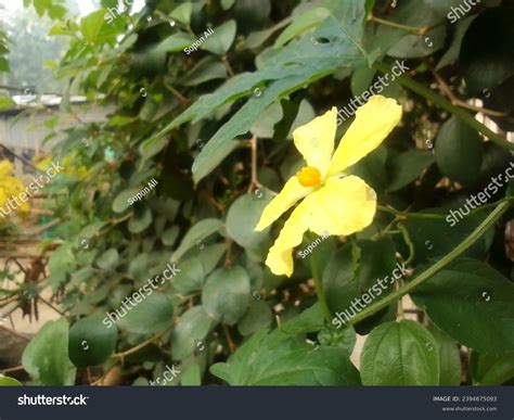 Hemoglobin A1 Photos And Images Shutterstock