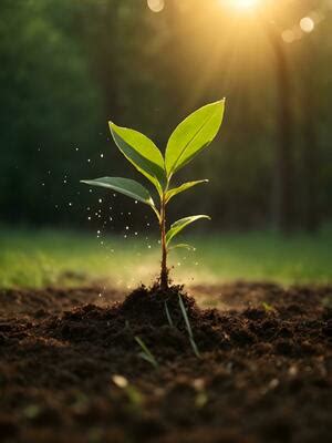 Seed To Tree Stock Photos Images And Backgrounds For Free Download
