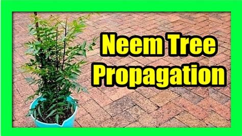 How To Grow Neem Tree From Cuttings Neem Plant Propagation At Home