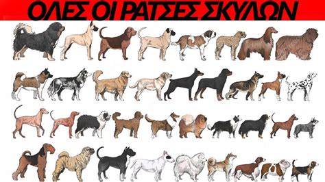 Όλες οι 358 ράτσες σκύλων απο το A εως το Ζ Youtube