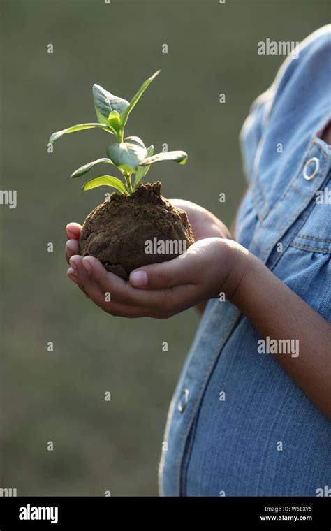 Mid Section Of An Indian Girl Hands Holding Seedling Stock Photo Alamy