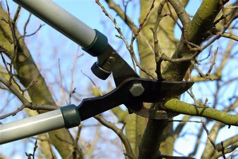 An Ultimate Guide To Pruning The Trees
