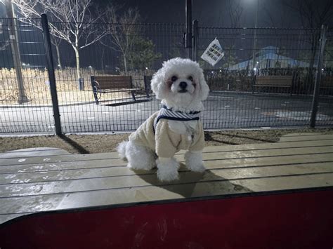 비숑프리제 꼬물이 강아지 책임분양 ♥ 아이조아 유기방지입양 파양 강아지보호소 고양이보호소 무료분양센터
