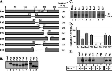 Replication And Transcription Activities Of Deletion Mutants Of P