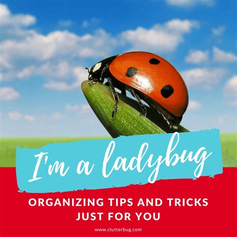 Im A Ladybug Organizing Tips Just For You Podcast Clutterbug