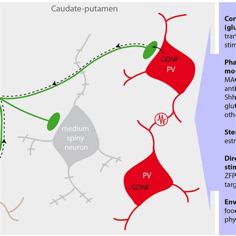Protection Of The Dopaminergic Nigrostriatal Pathway By Striatal Gdnf Download Scientific