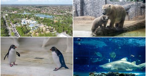 Grădina Zoo Din Ungaria în Care Trăiesc 5000 De Animale Mii De