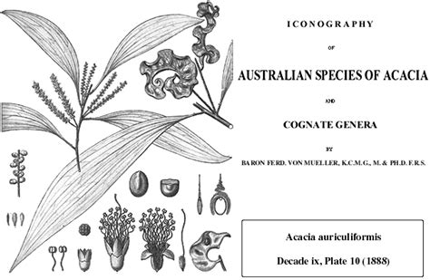 Factsheet Acacia Auriculiformis