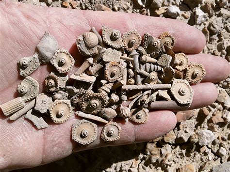 Fossils In Texas At Ruby Godfrey Blog