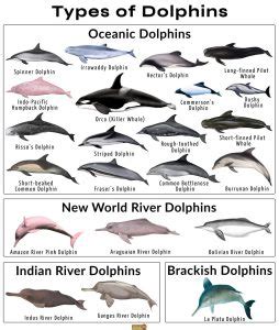 Dolphin Facts Types Classification Habitat Diet Adaptations Pictures